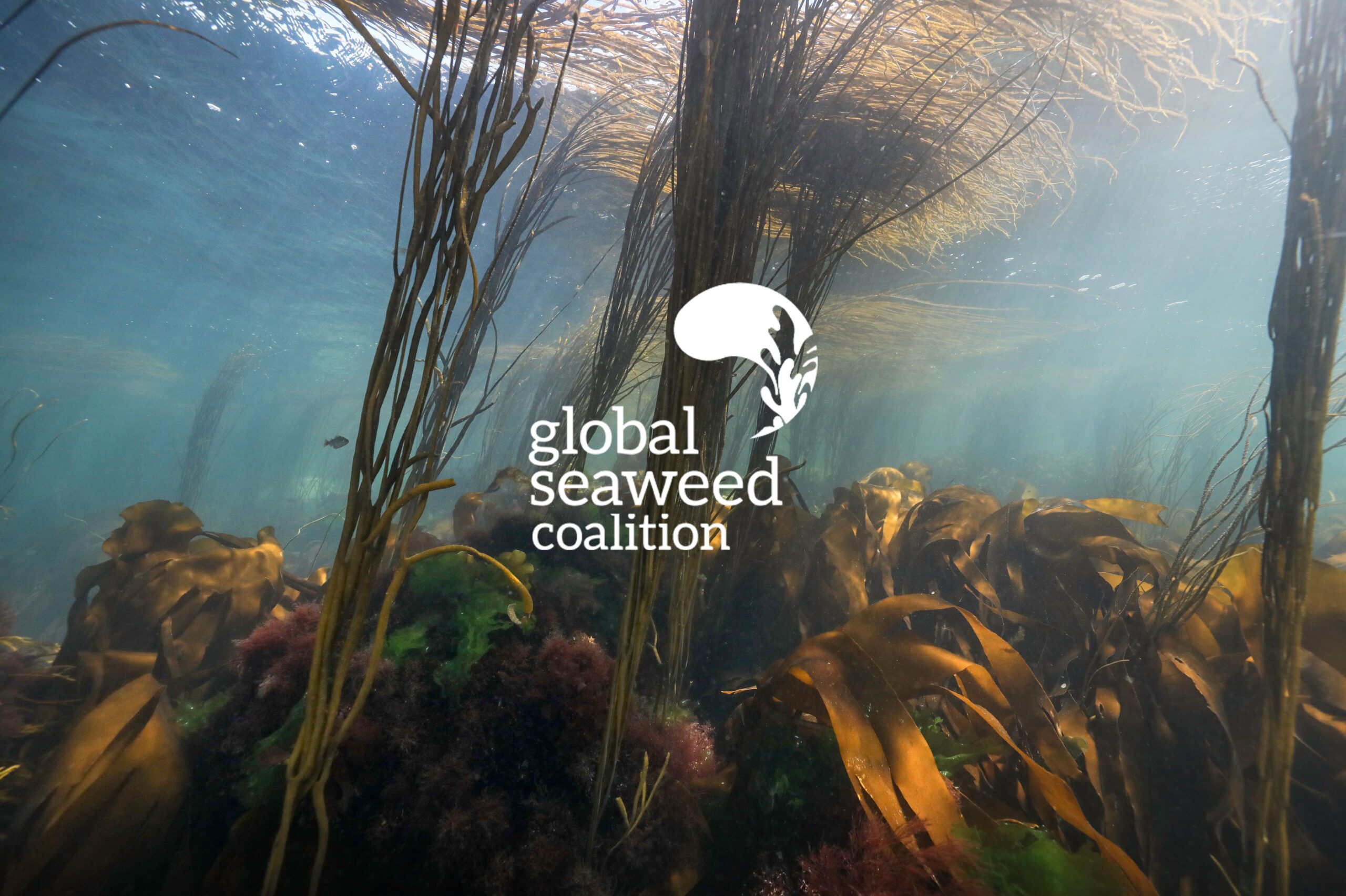Global Seaweed Coalition secures critical funding to continue its ...
